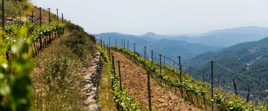 Vineyards - Kyperounda Winery